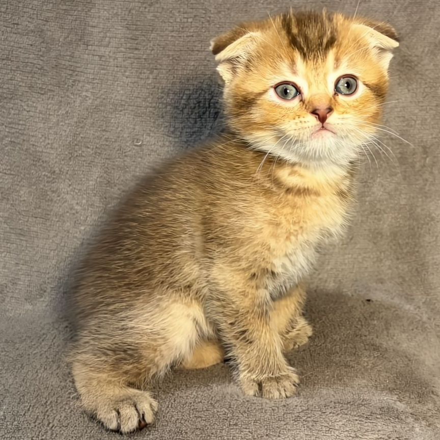 Шотландский вислоухий короткошёрстный котёнок