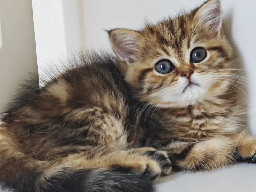 Британский золотой мрамор мальчик