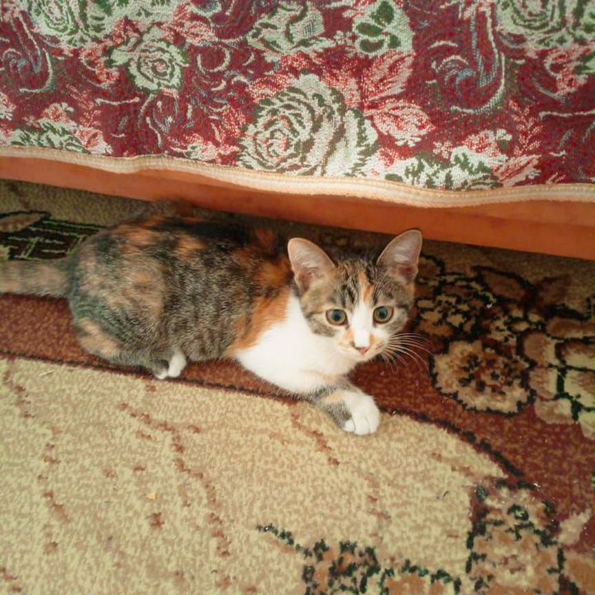 Найдена кошечка отдам в добрые руки