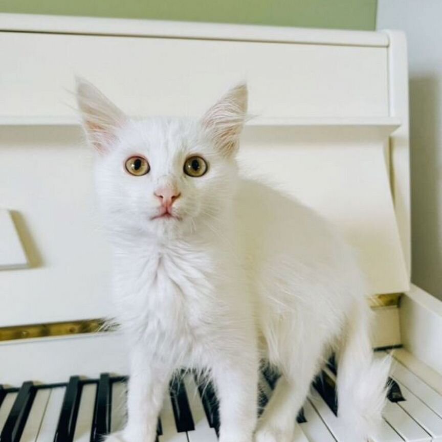 Белый котенок Серафим