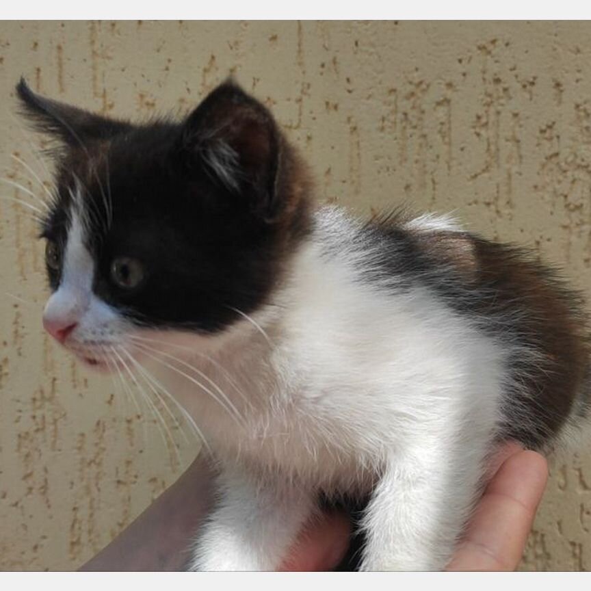 Умный котенок в добрые руки