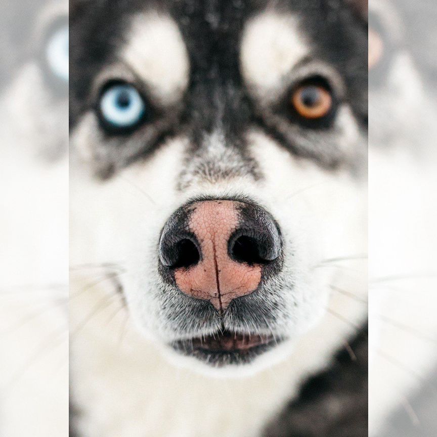 Сибирский хаски, взрослый пёс