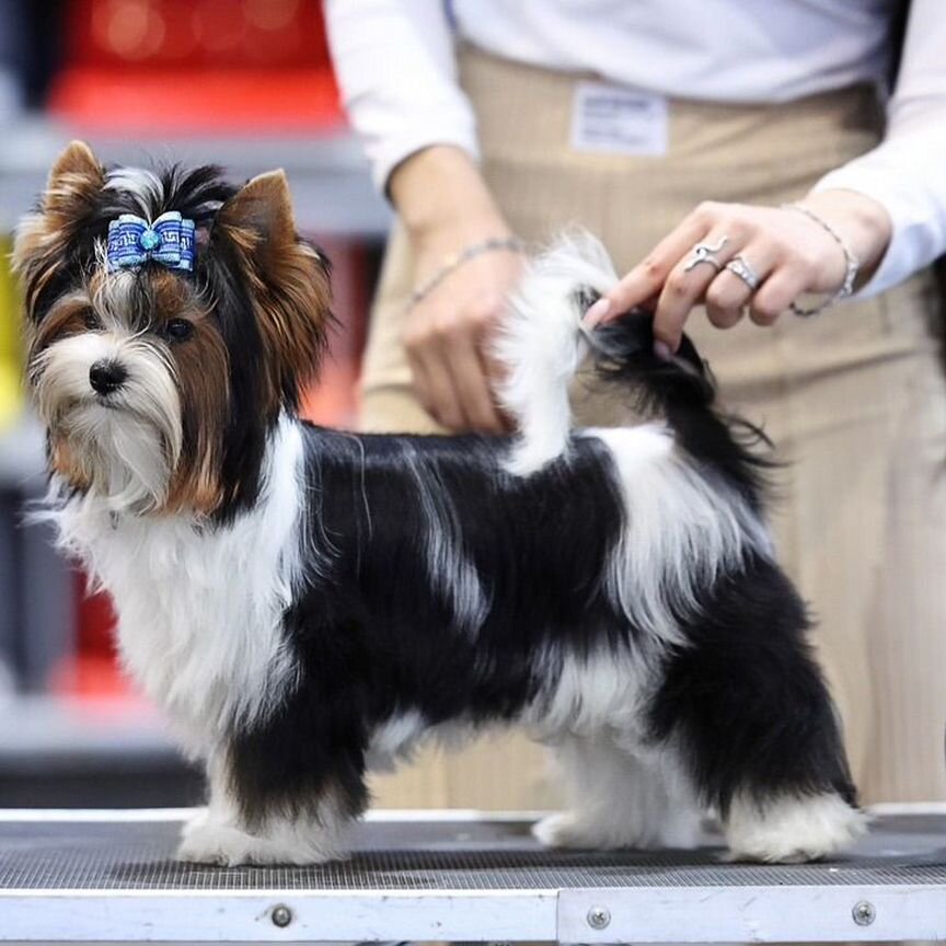 Бивер-йоркширский терьер, щенок