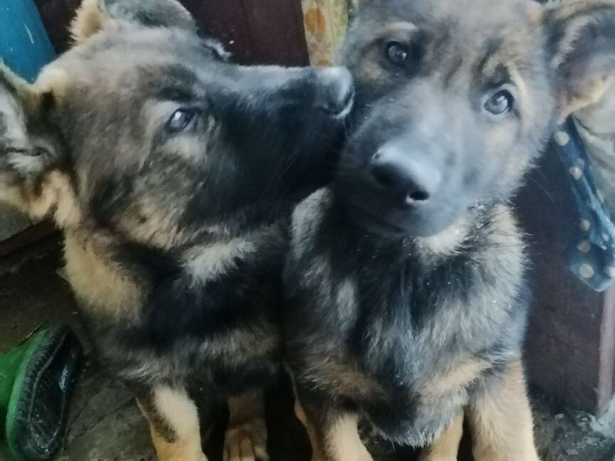 Немецкая овчарка рабочего разведения