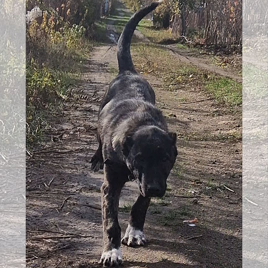 Щенок Кавказского Волкодава