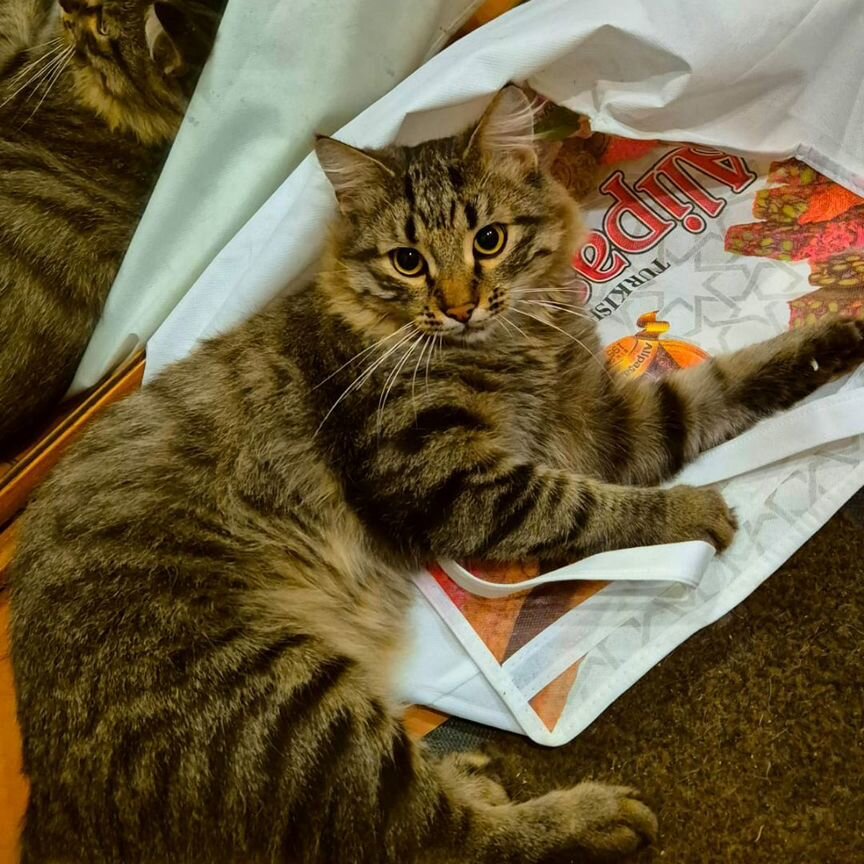 Котик Василий