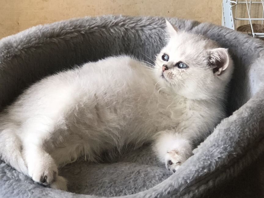Продам котят британской шиншиллы