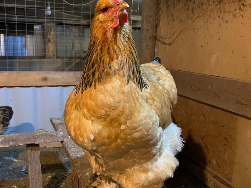 Продаю семья брама палевая