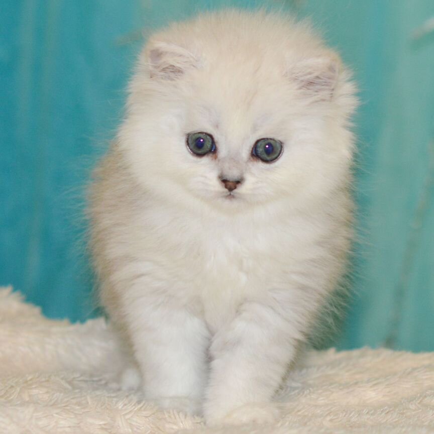 Шотландский прямоухий длинношёрстный котёнок