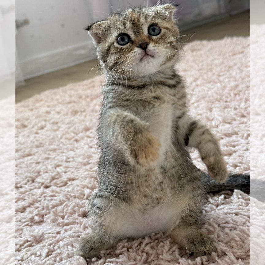 Шотландский вислоухий (девочка)