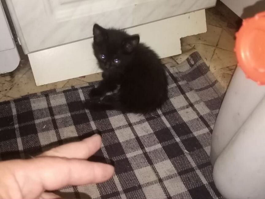 Отдам кота в добрые руки котенка