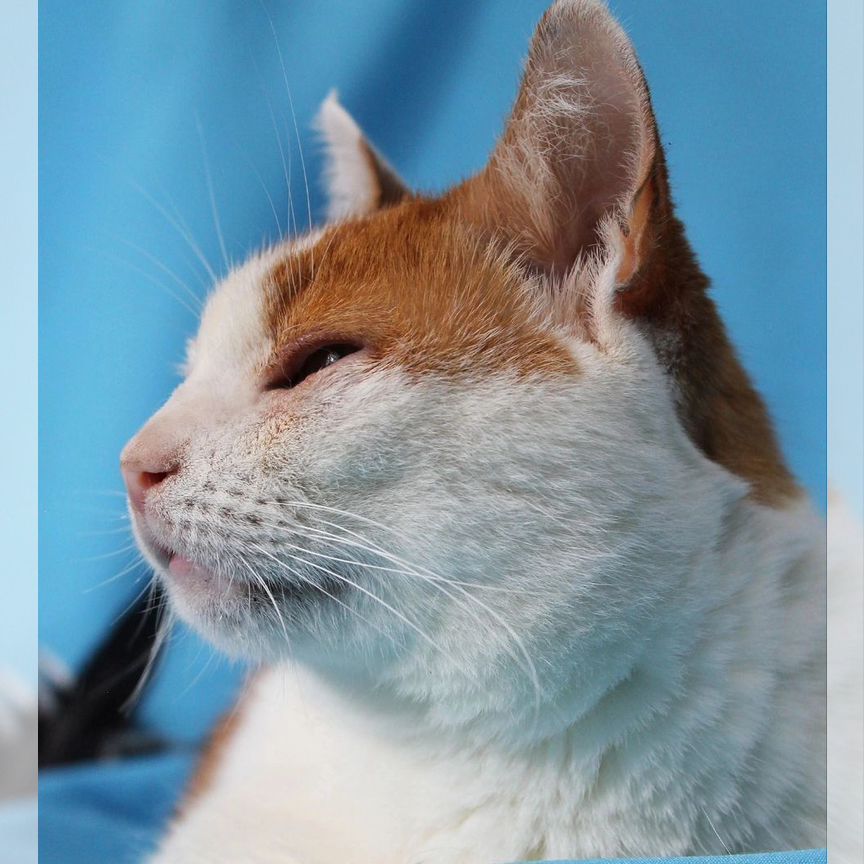 Кошки