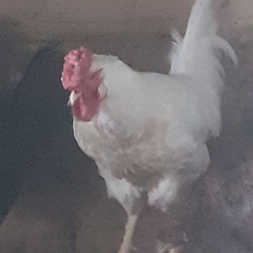 Петухи домашние молодые