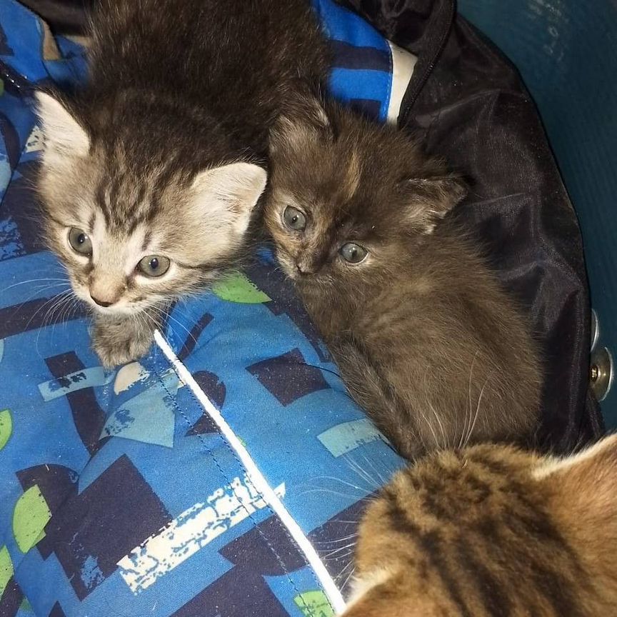 Котята и мама-кошка в добрые руки