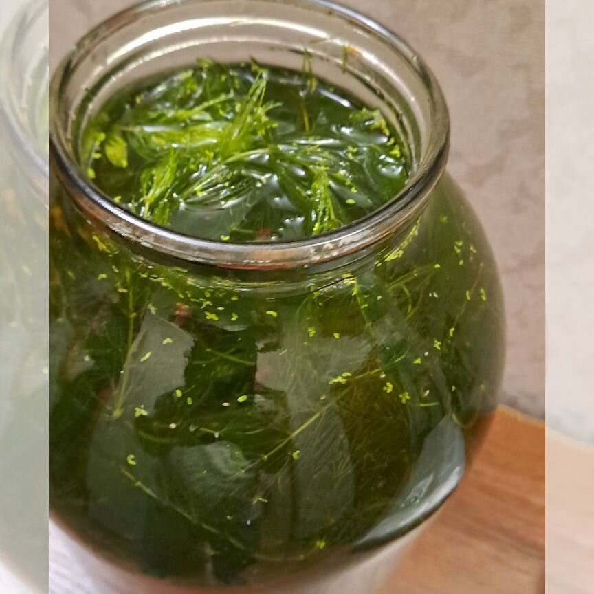 Водоросли 3-х литровая банка роголистрник