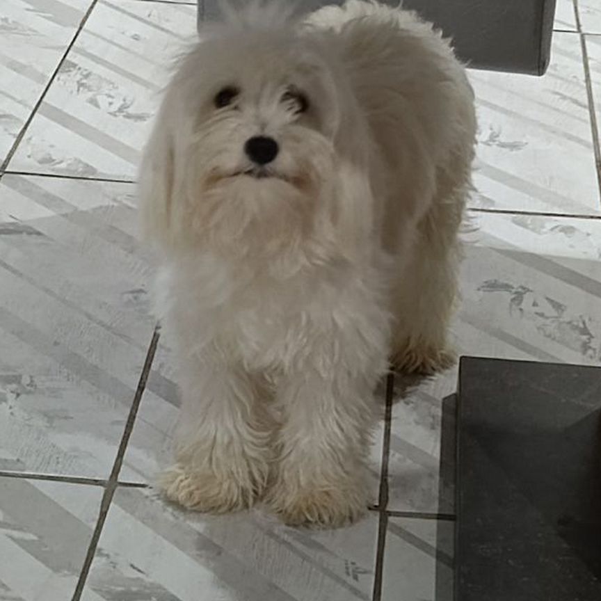 Мальтипу, щенок