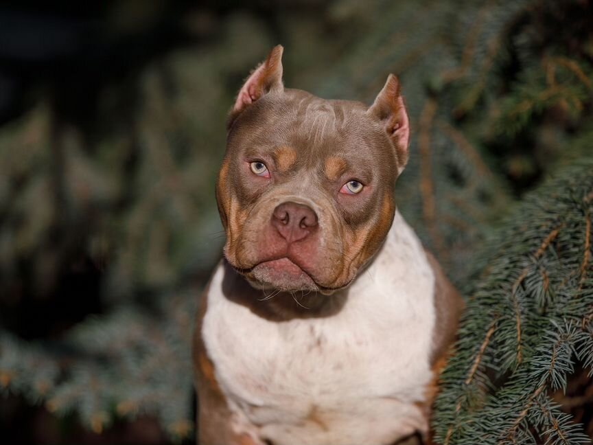 Мальчик американского булли