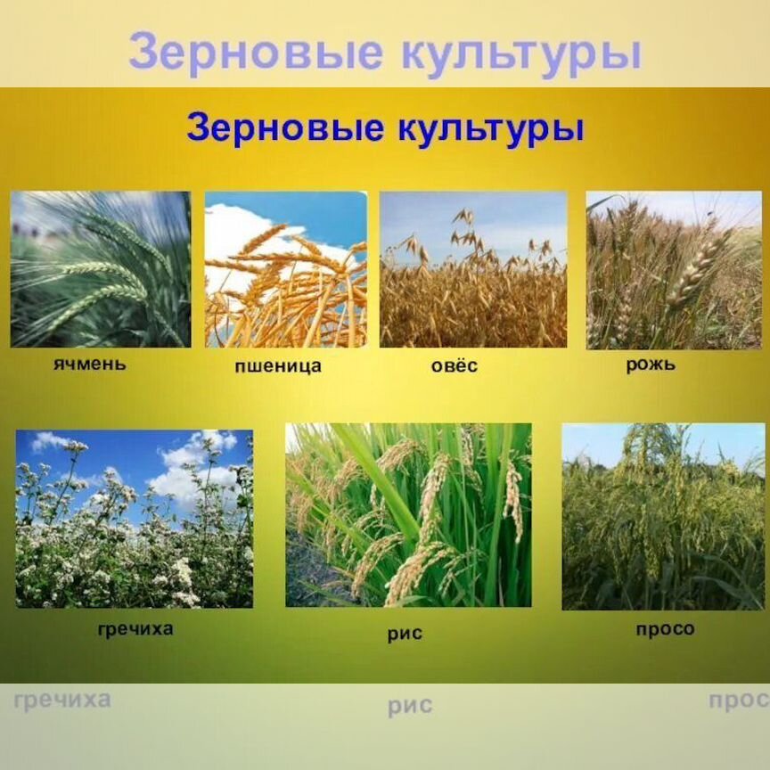 Зерно пшеница ячмень кукуруза овёс горох семечки