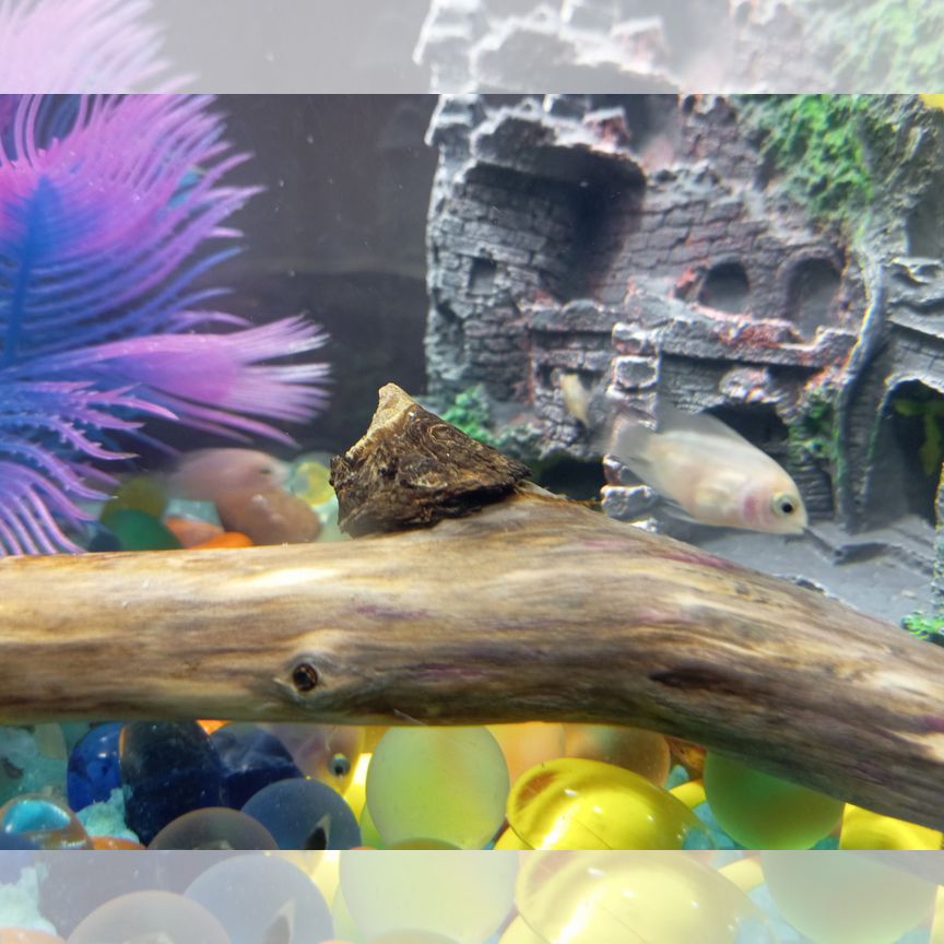 Семейка рыбок Фламинго