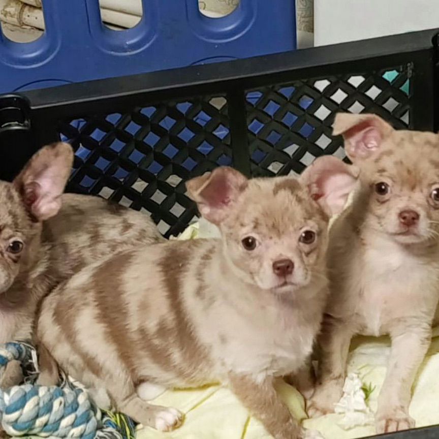 Девочки мерлюшки(доставка)