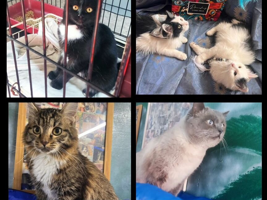 Кошки нуждаются в шансе на жизнь