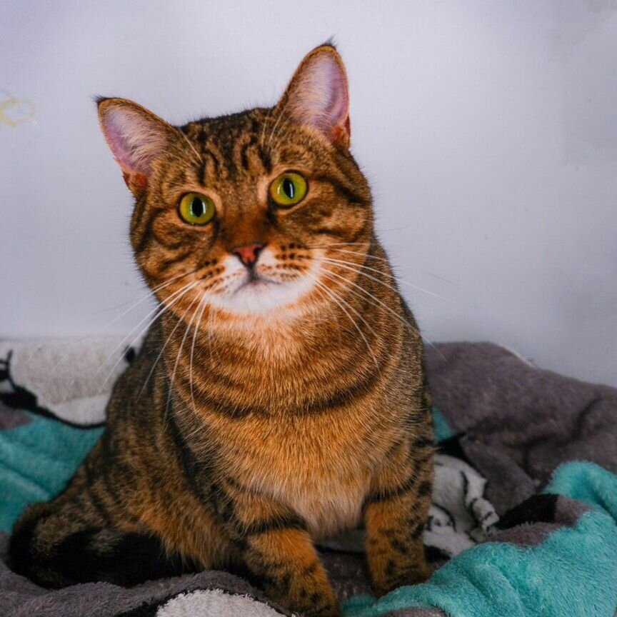 Котик Вилкас ищет дом