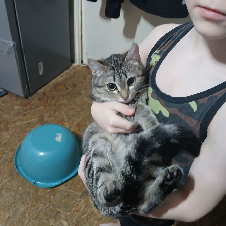Котята отдам даром
