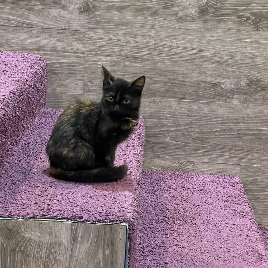 Кошка чернуля
