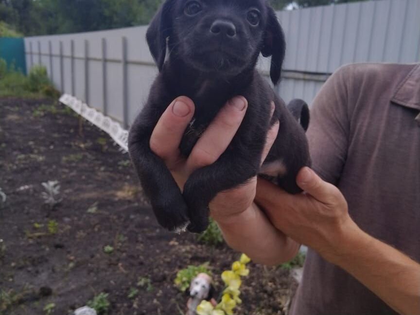 Девочка чихуахуа