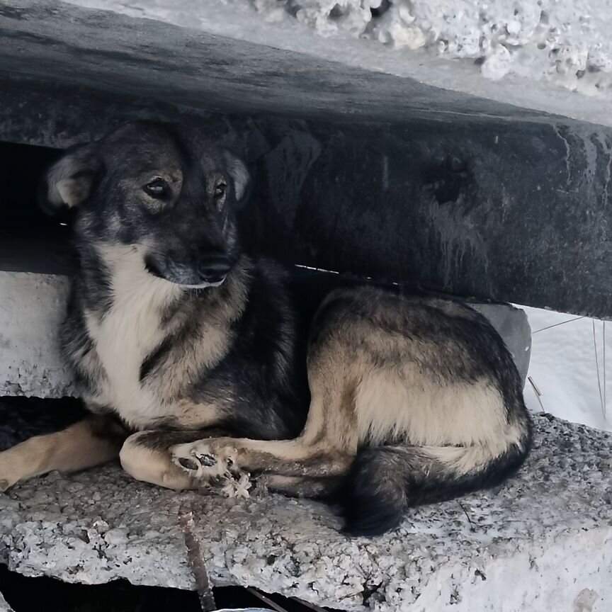 Взрослая собака в добрые руки