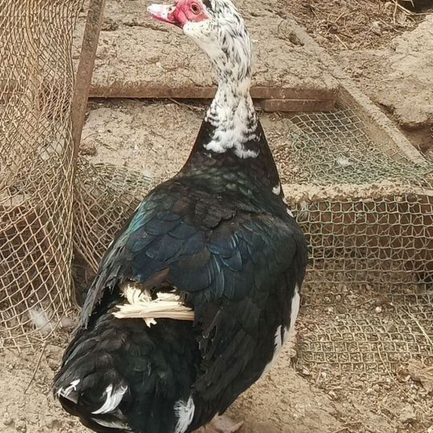 Продам индоутку, селезня