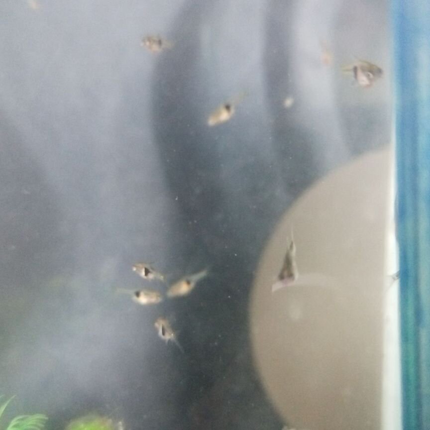 Расбора клинопятнистая