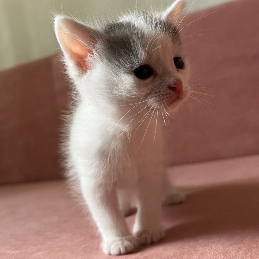 Милые пушистые котята в добрые руки