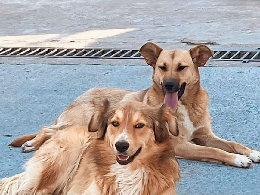 Метис ретривера бесплатно в добрые руки отдам