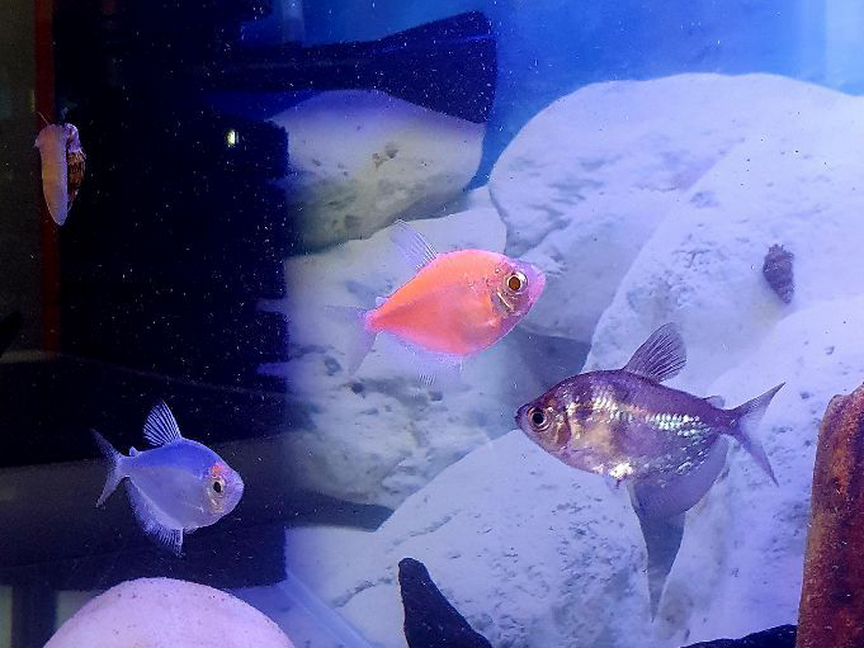 Тернеции+улитки в добрые руки