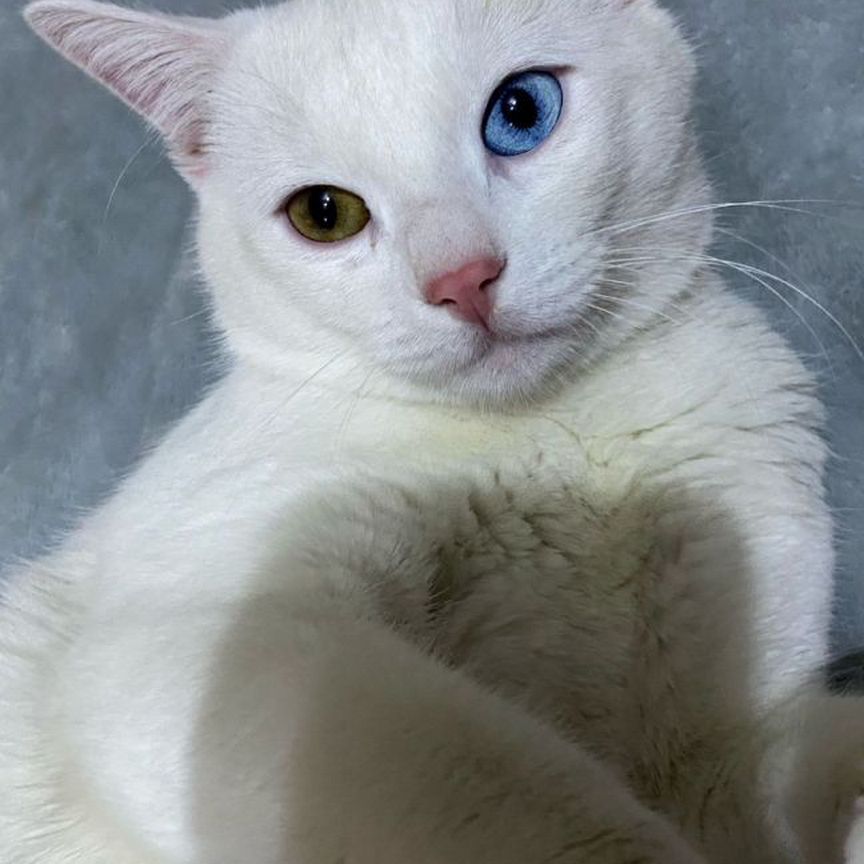 Кот