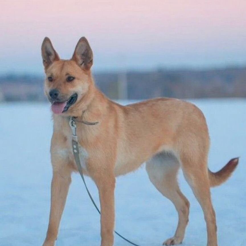 Несравненная Джули