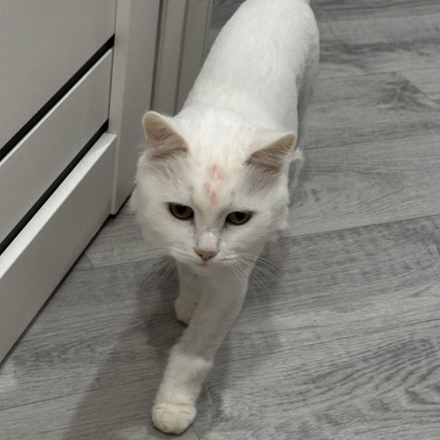 Взрослый кот в добрые руки