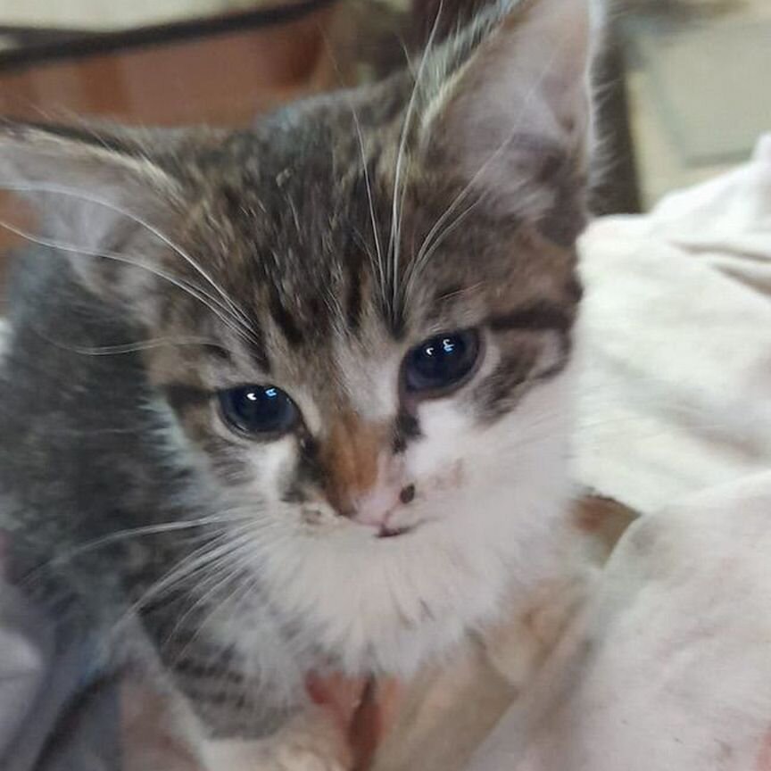 Крошечный котенок один в подвале