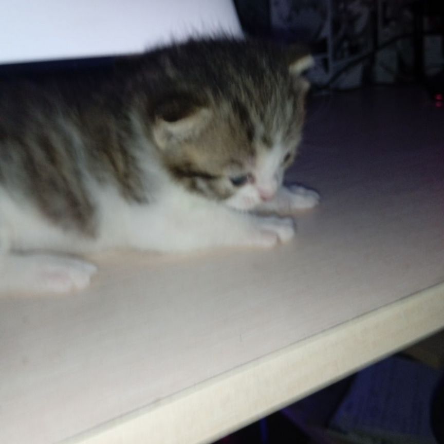 Котята в добрые руки бесплатно мальчик и девочка