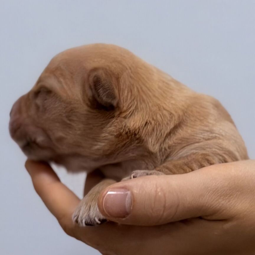 Золотистый ретривер, щенок