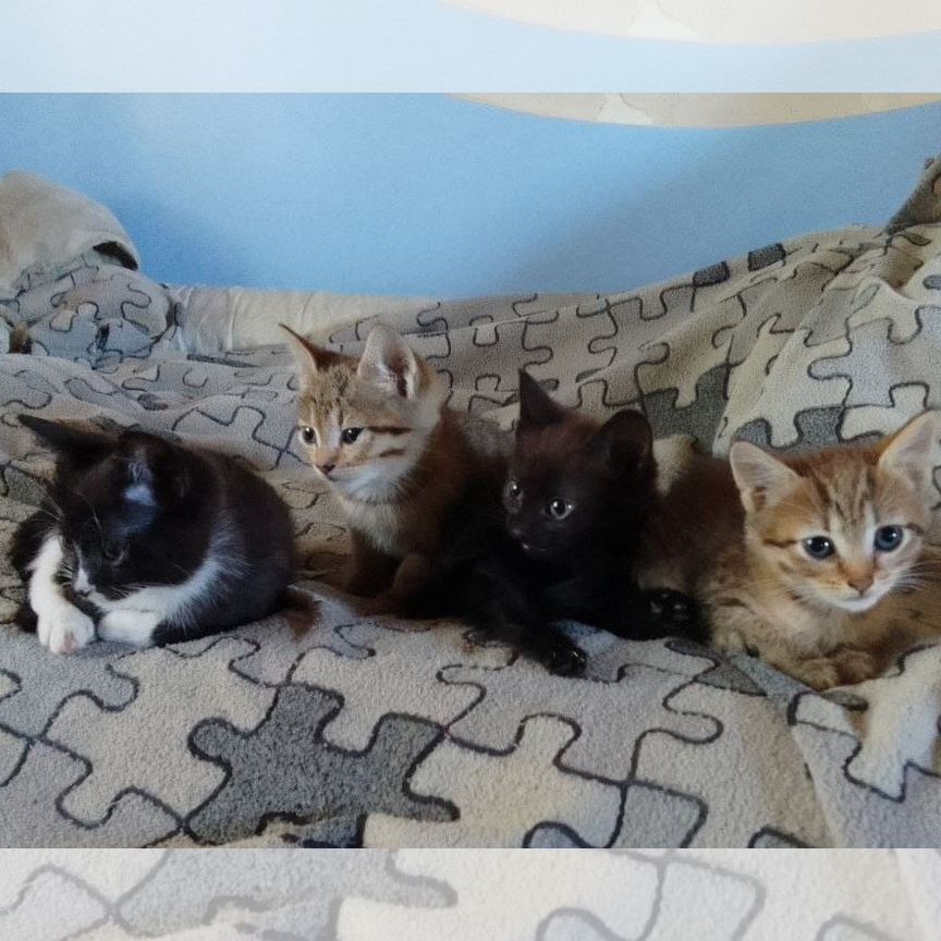 Котятки ищут любящие семьи