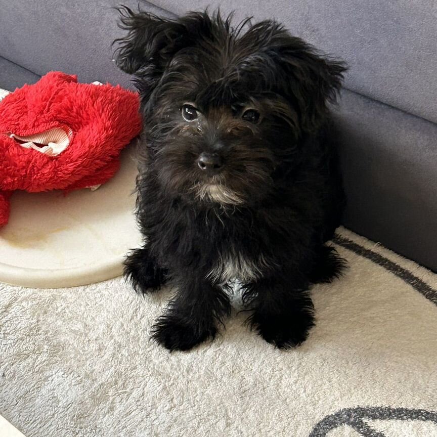 Мальтипу мальчик 3мес