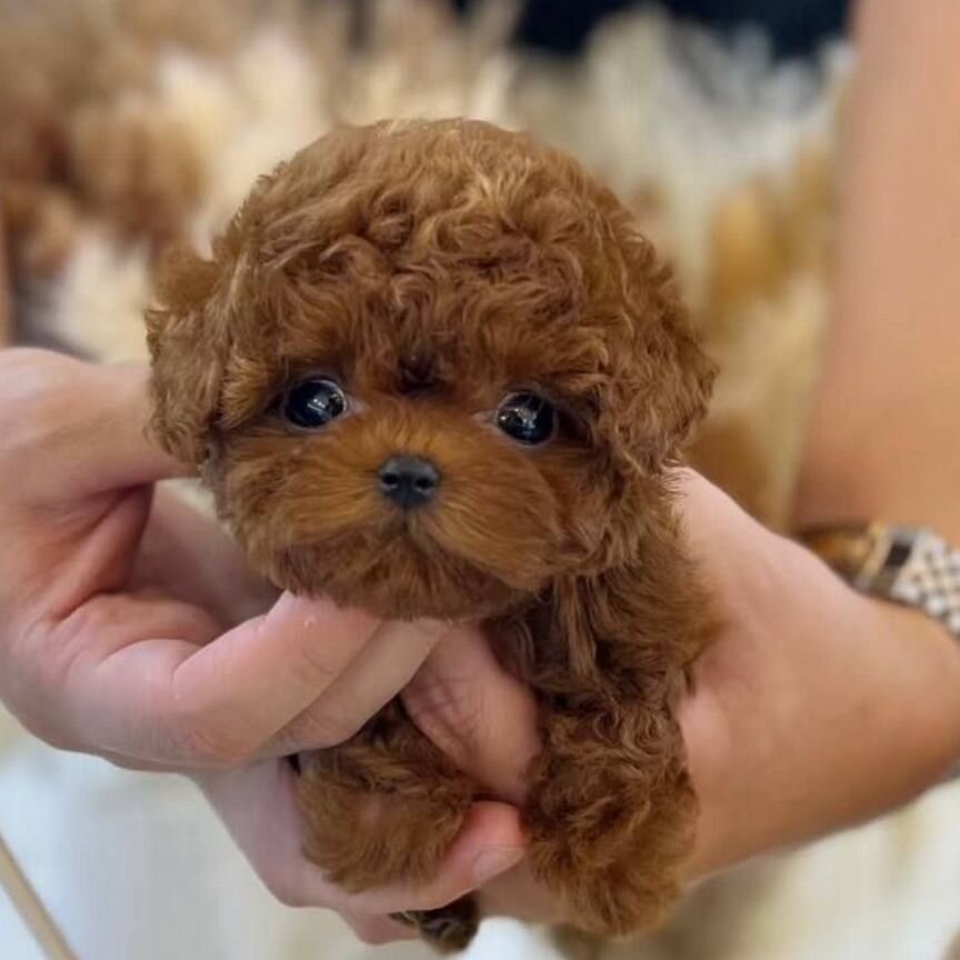 Мальтипу, щенок