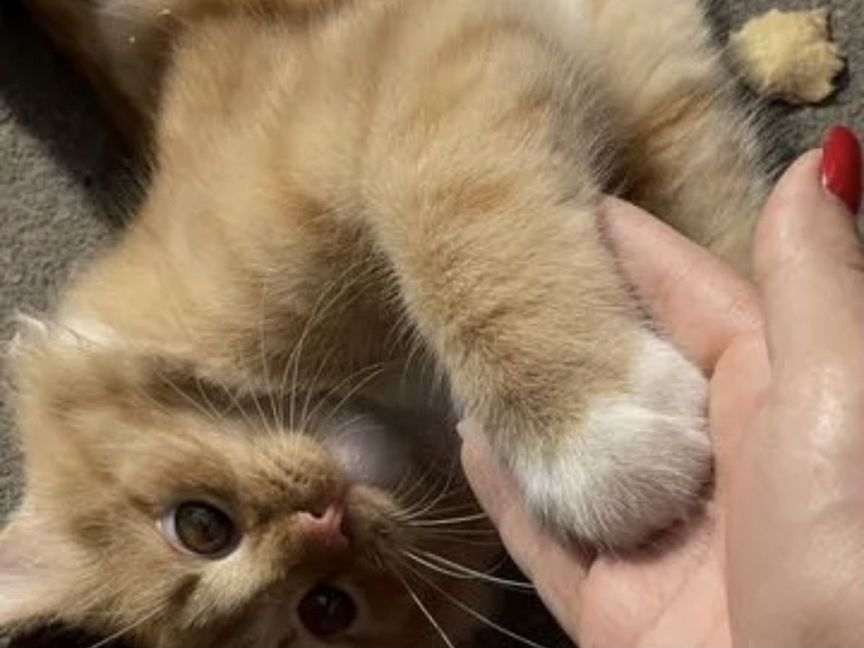 Котик бездомный