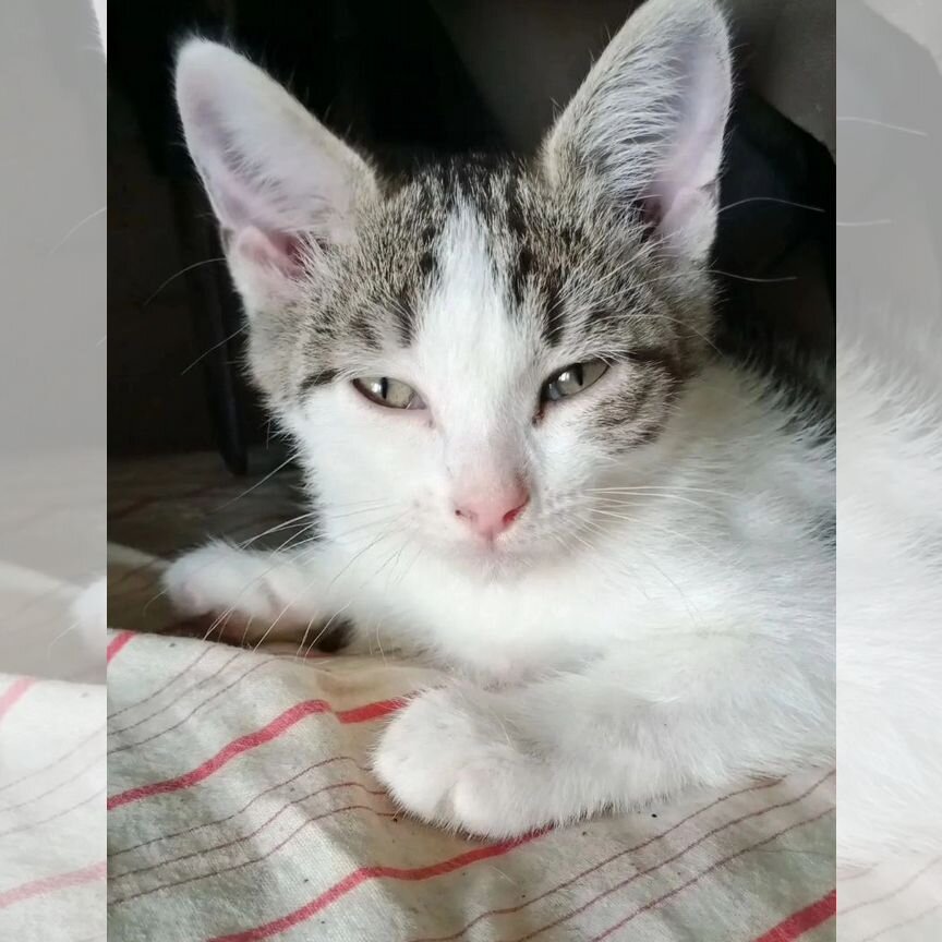Котёнок в добрые руки