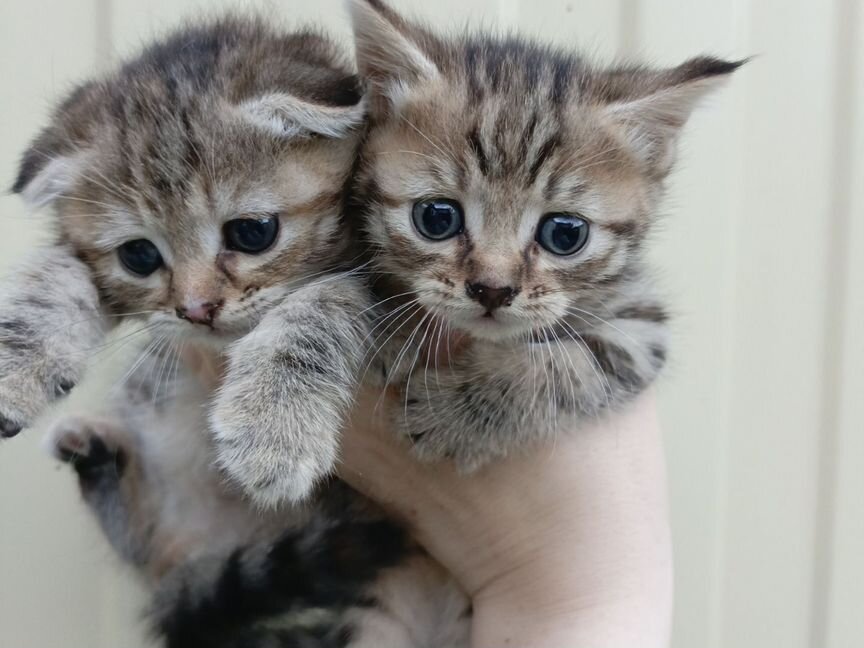 Котята метисы