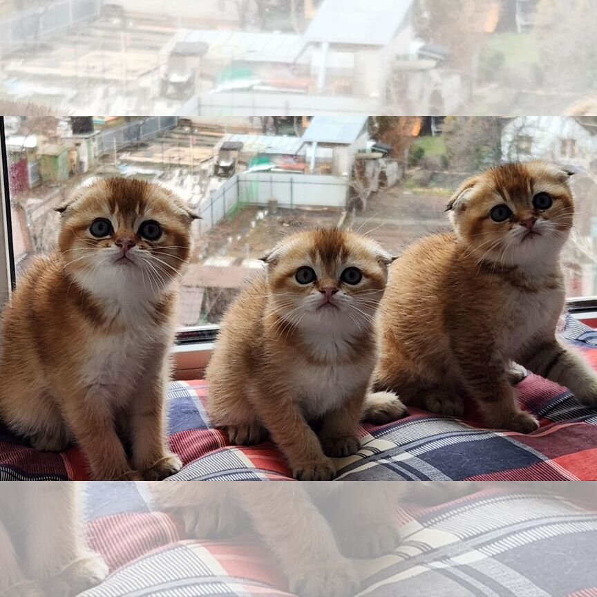 Котята золотая шиншилла