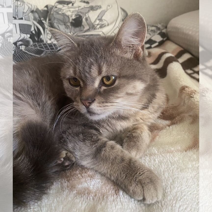 Помесь британки