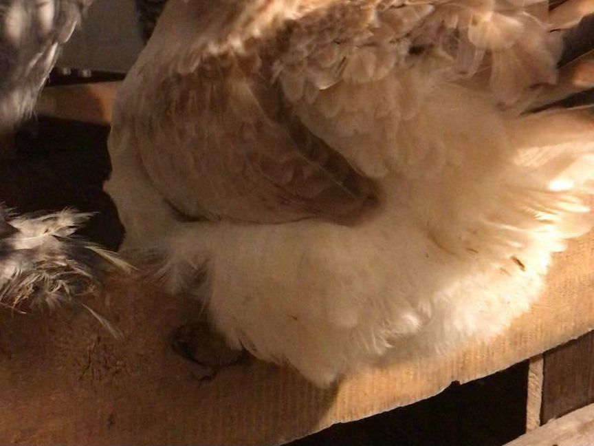 Фавероль семья 5+1 куры и петух